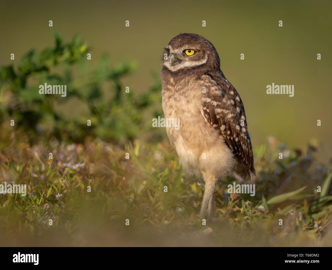 Burrowing bird hi-res stock photography and images - Alamy