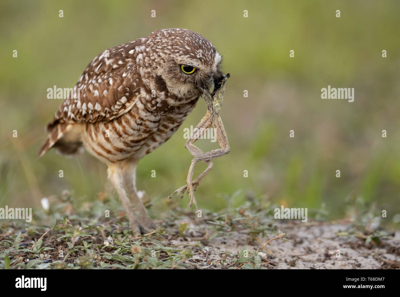 Burrowing bird hi-res stock photography and images - Alamy
