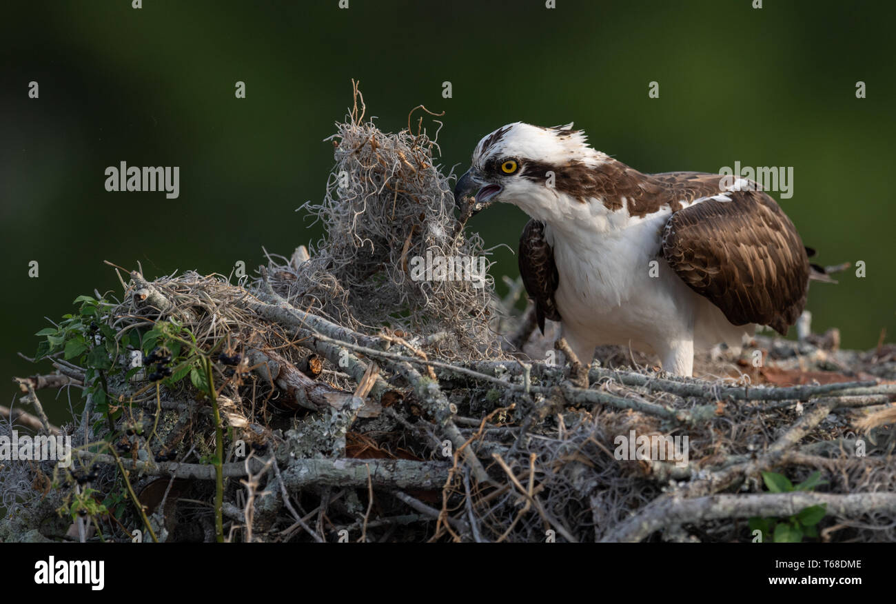Osprey in Florida Stock Photo - Alamy