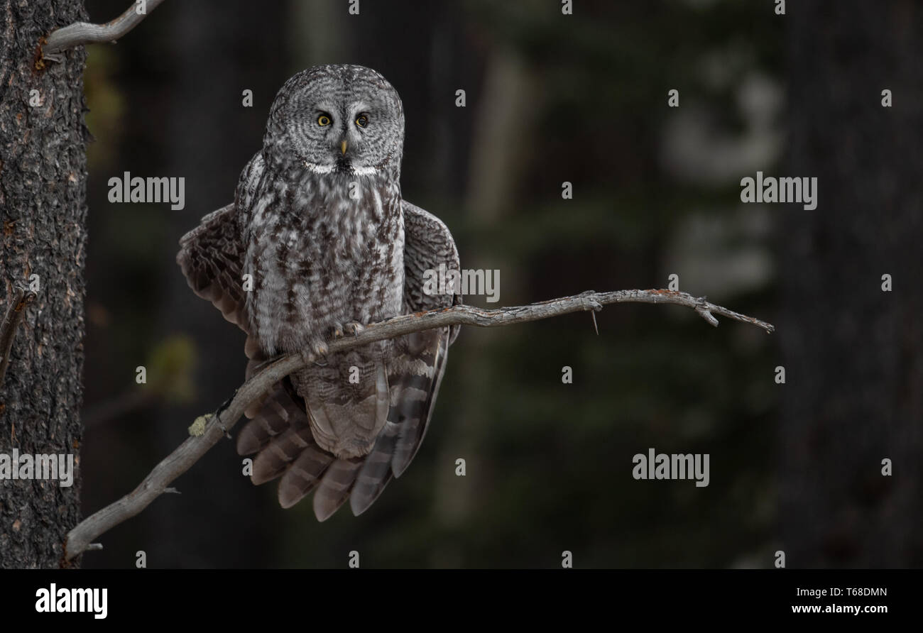 Great Gray Owl Stock Photo - Alamy