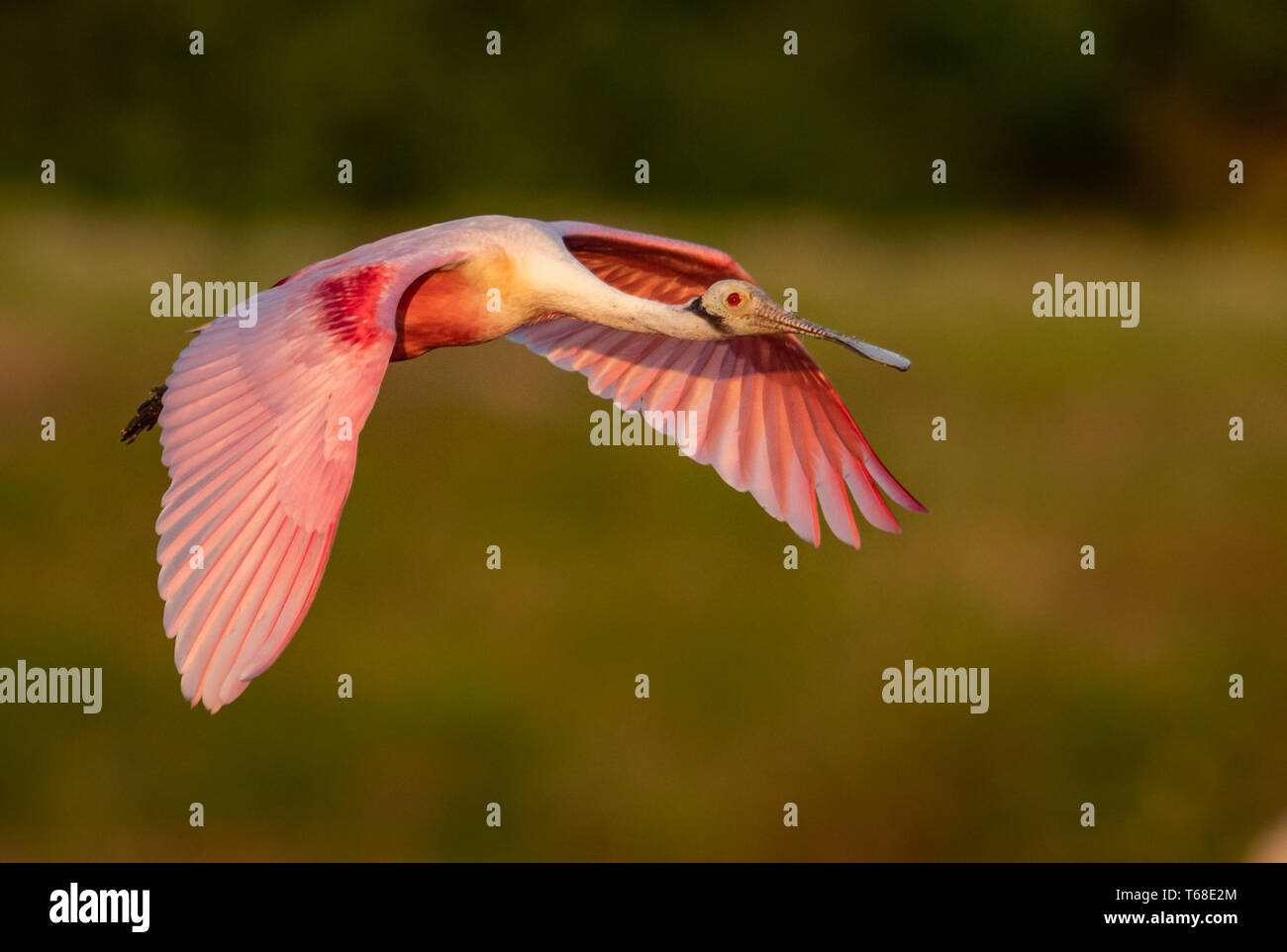 Roseate Spoonbill in Florida Stock Photo - Alamy