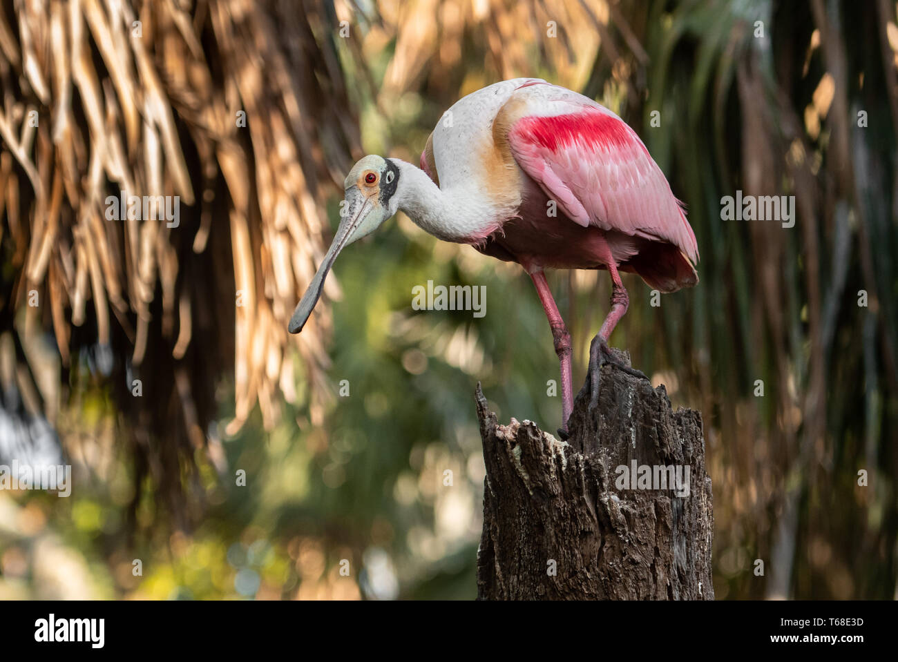 Roseate Spoonbill in Florida Stock Photo - Alamy