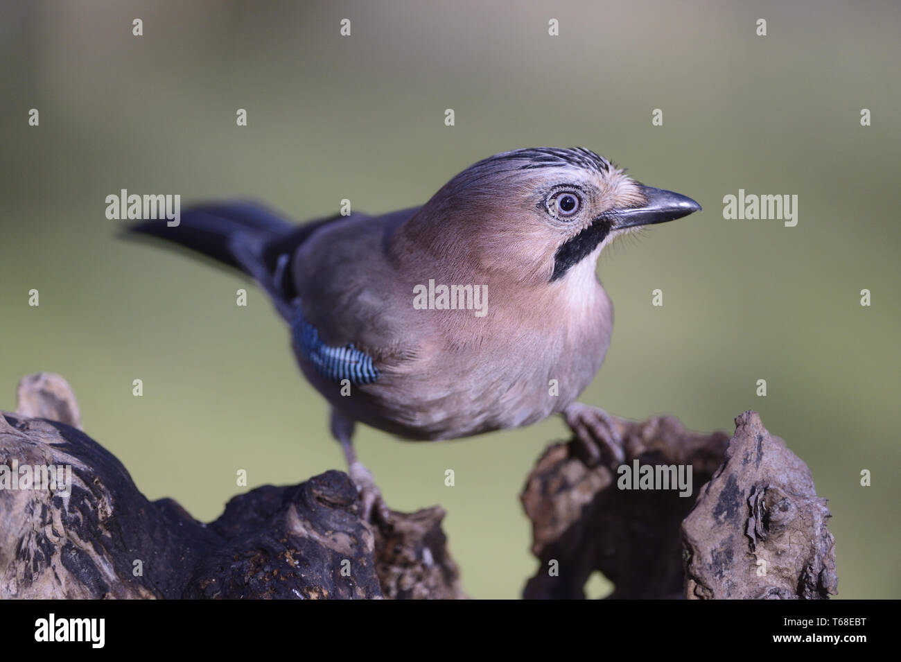 Eurasian jay, Garrulus glandarius Stock Photo - Alamy
