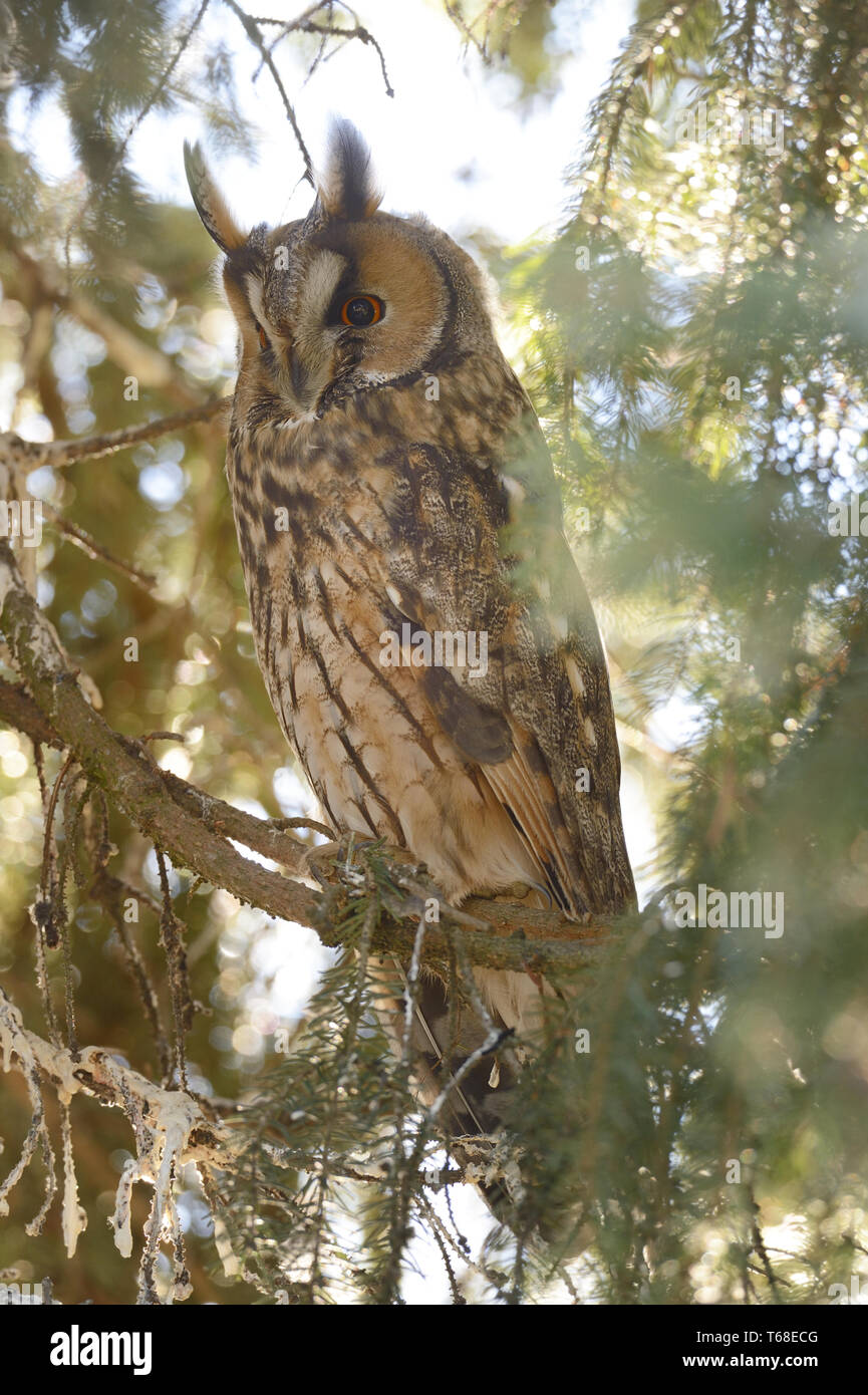 Eared ow hi-res stock photography and images - Alamy