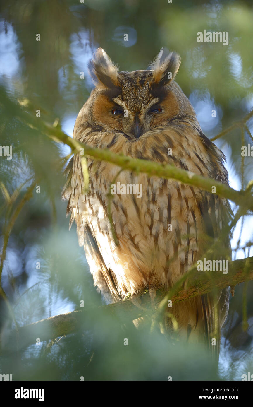 Long eared ow hi-res stock photography and images - Alamy