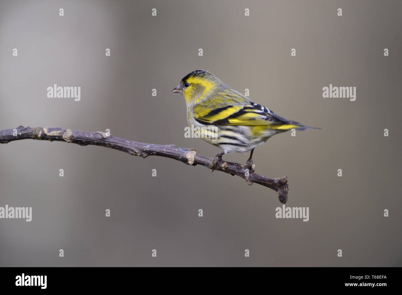 Eurasian siskin, Spinus spinus Stock Photo - Alamy