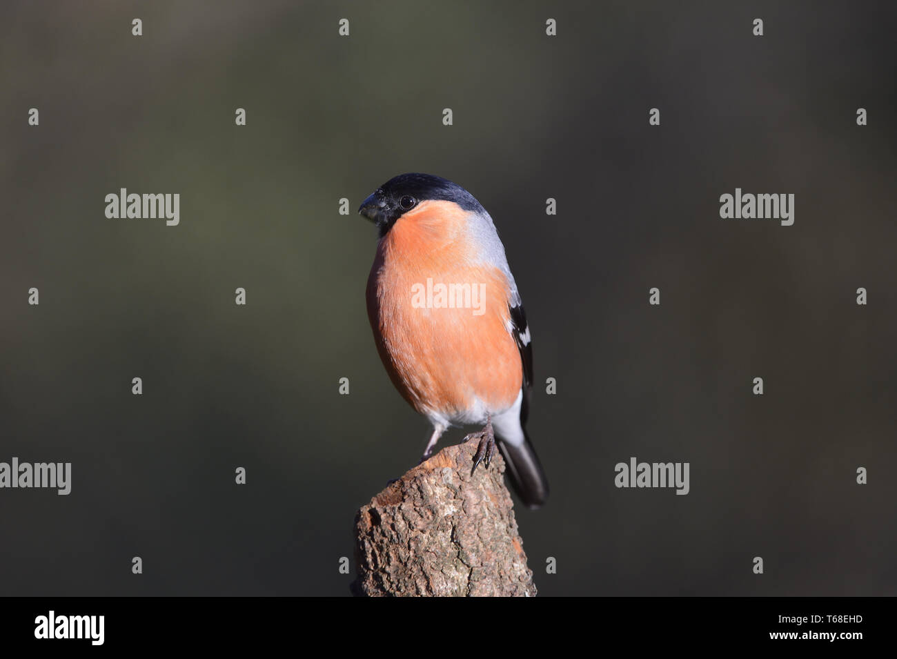 Eurasian bullfinch, Pyrrhula pyrrhula Stock Photo - Alamy