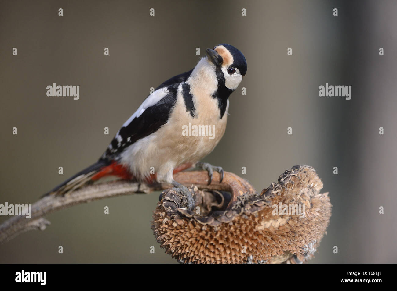 great woodpecker, Dendrocopos major Stock Photo - Alamy