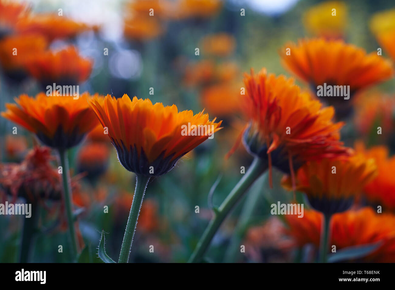 Calendula officinalis or Pot Marigold int the garden Stock Photo - Alamy