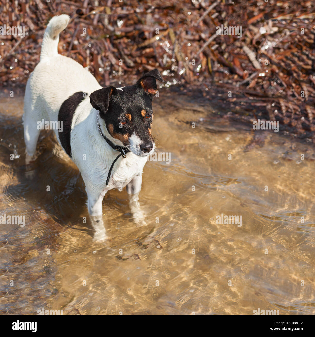 Jack Russell Terrier dog on nature background Stock Photo - Alamy