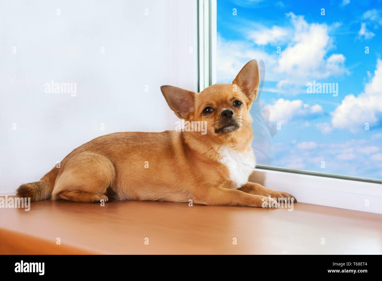 Dog on windowsill hi-res stock photography and images - Alamy