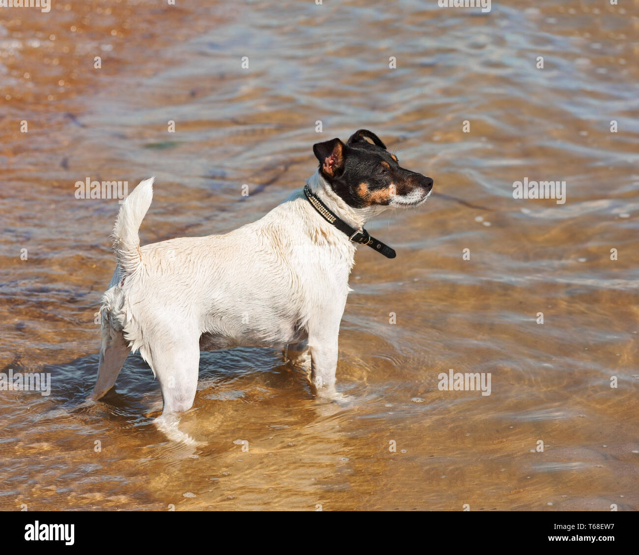 Jack Russell Terrier dog on nature background Stock Photo - Alamy
