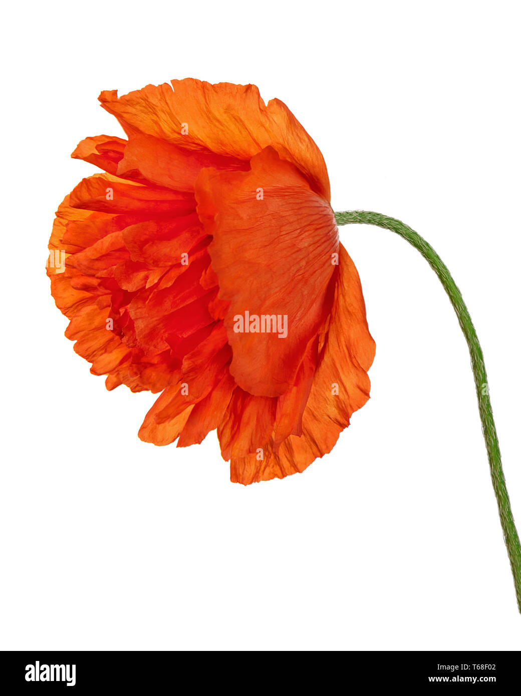 Single poppy flower isolated on white background Stock Photo - Alamy