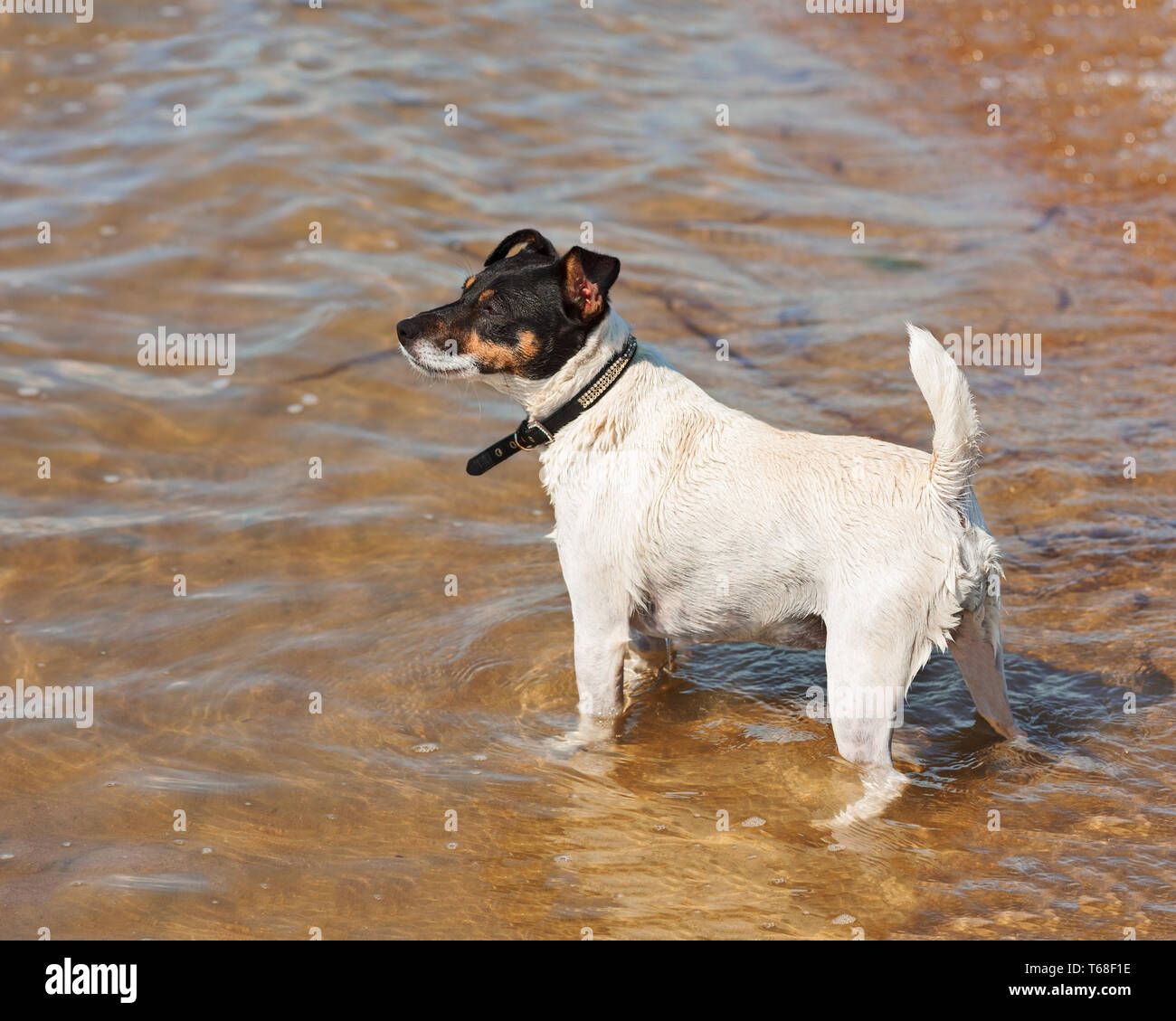 Jack Russell Terrier dog on nature background Stock Photo - Alamy