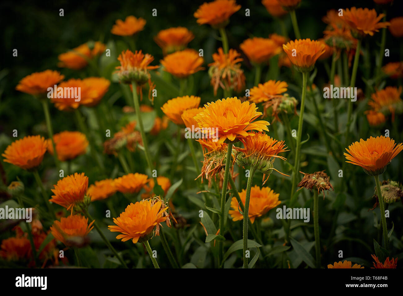Calendula officinalis or Pot Marigold int the garden Stock Photo - Alamy