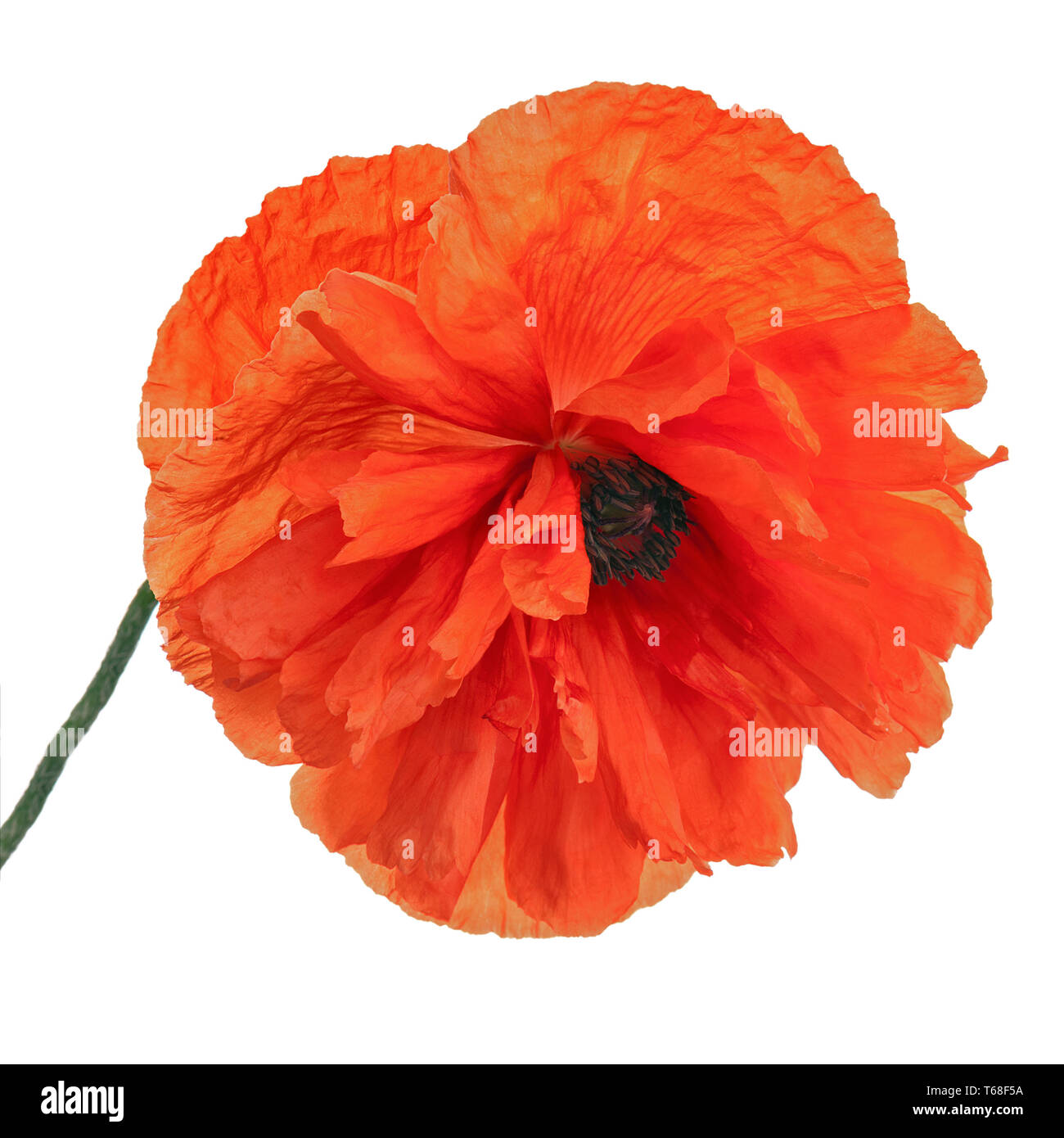 Single poppy flower isolated on white background Stock Photo - Alamy