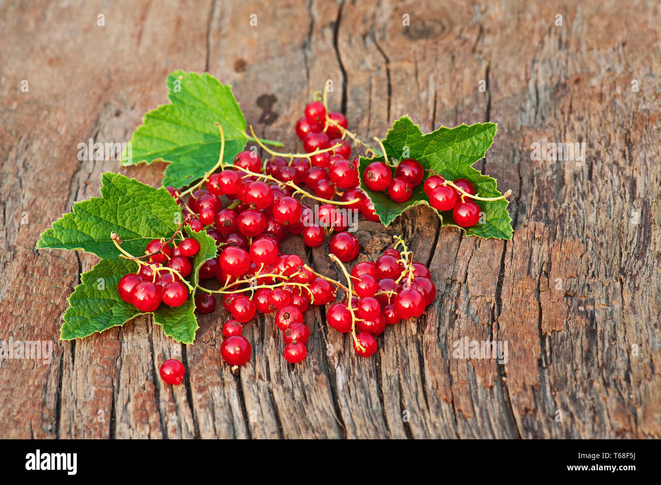 Sweet red currants leaves hi-res stock photography and images - Alamy