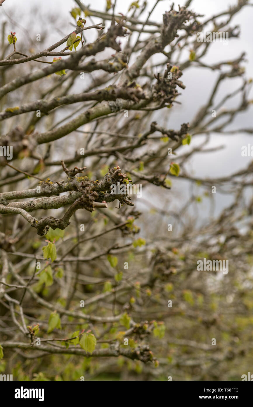 Pollarded Lime trees Stock Photo - Alamy