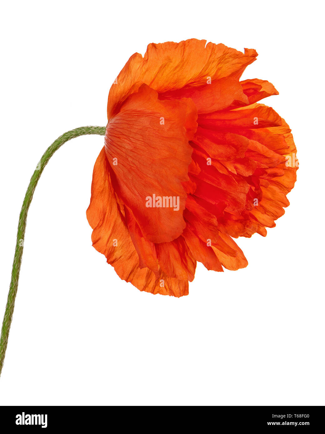 Single poppy flower isolated on white background Stock Photo - Alamy