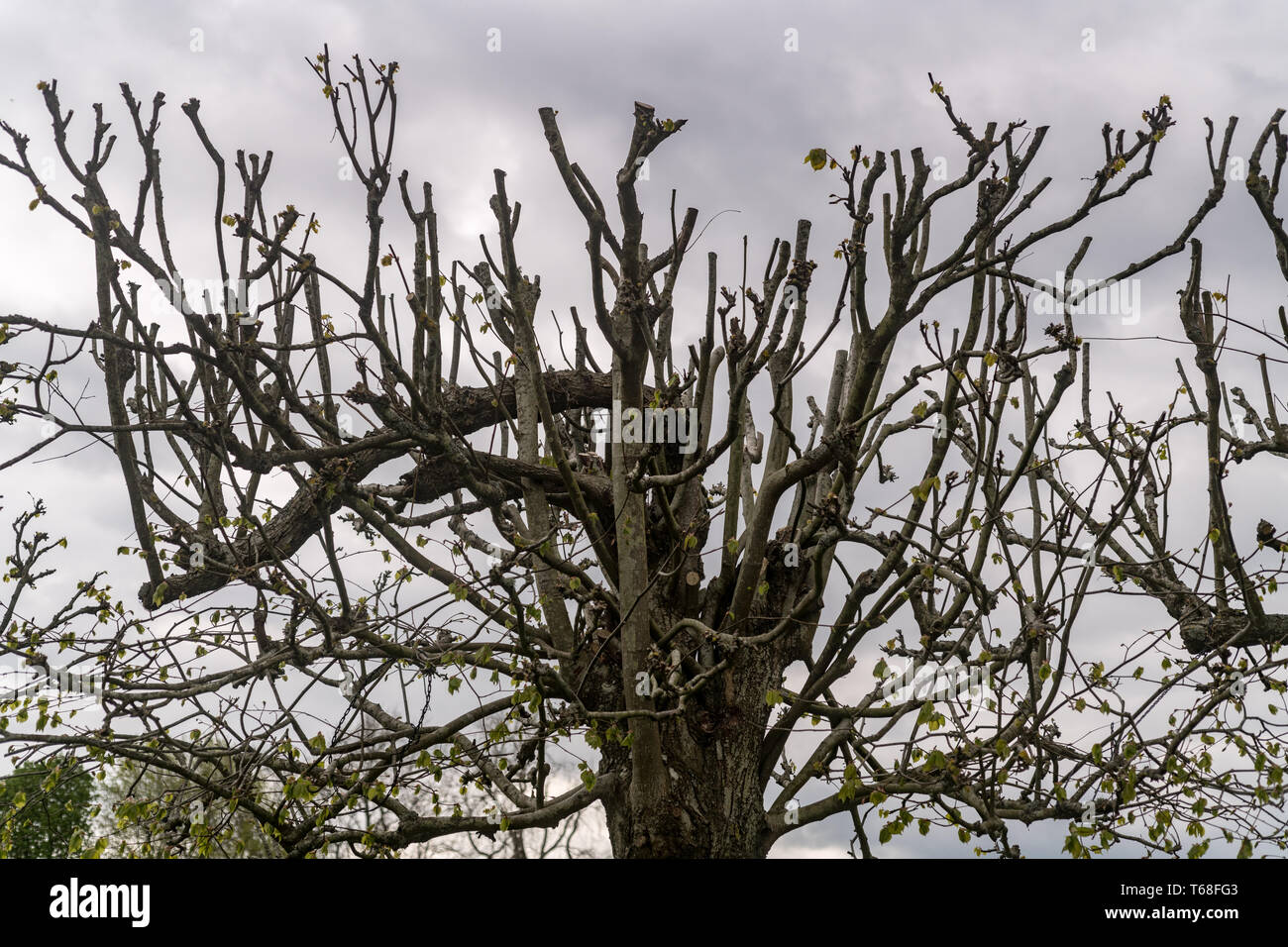 Lime tree pollarding hi-res stock photography and images - Alamy