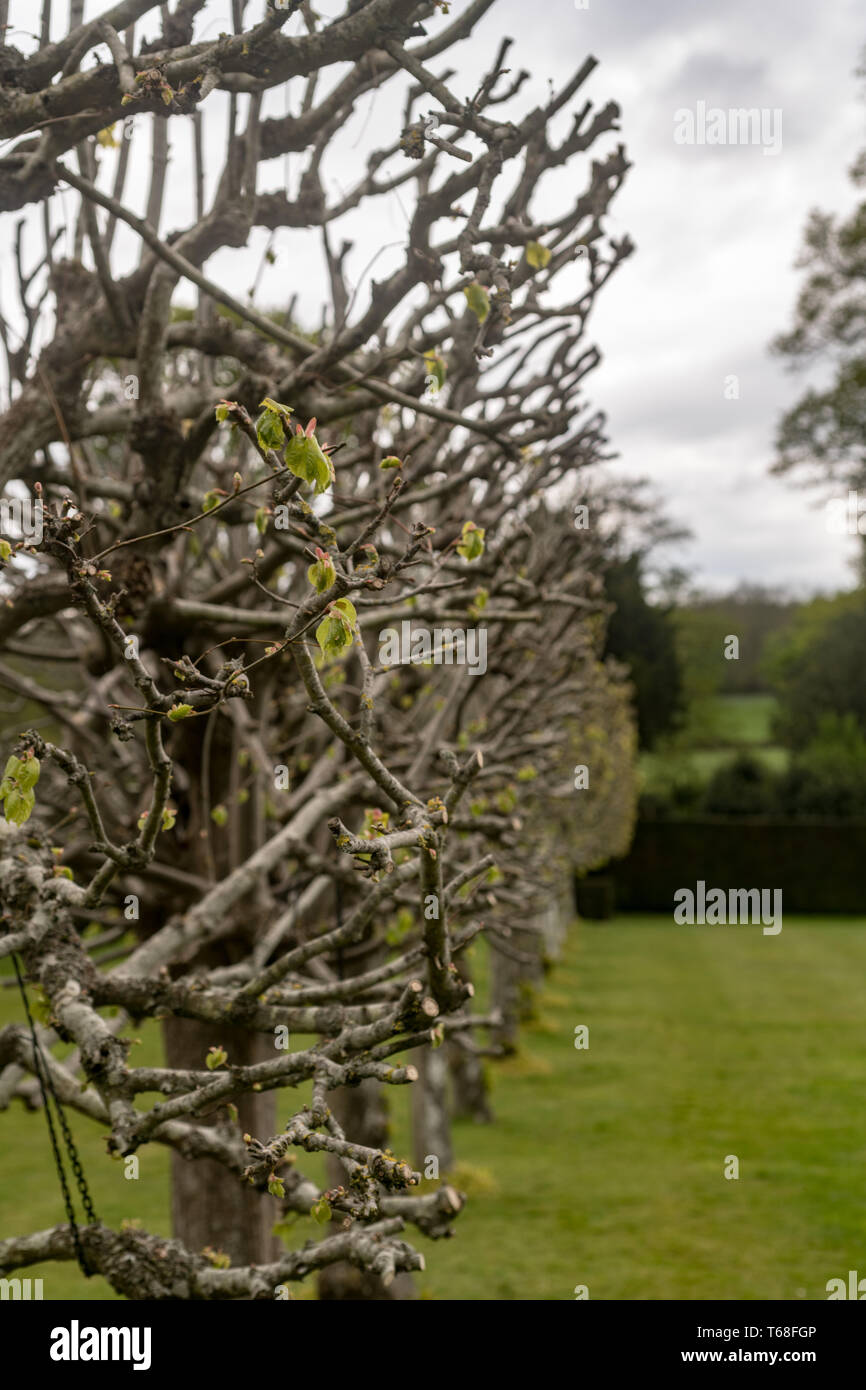 Pollarded Lime trees Stock Photo - Alamy