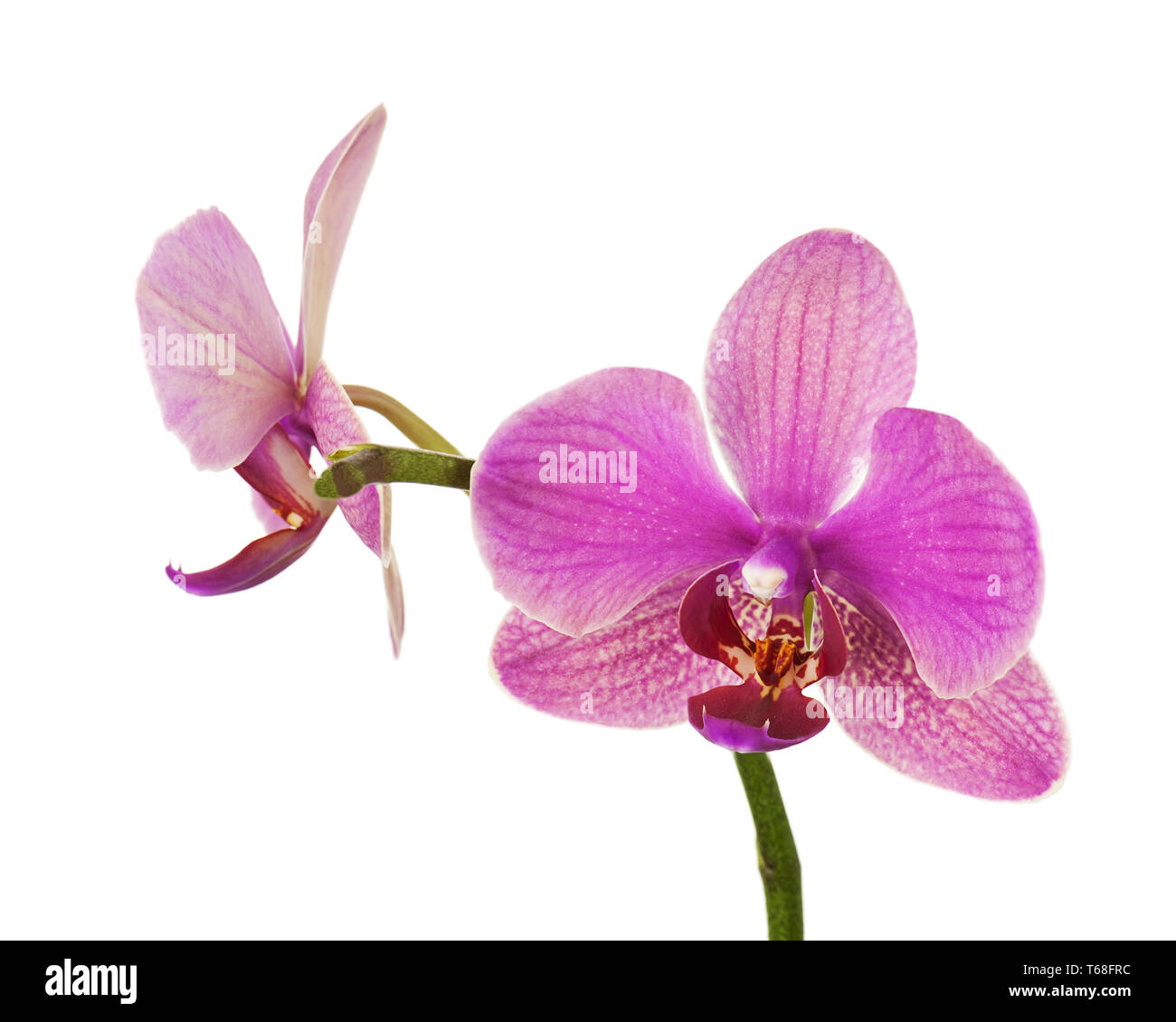 Very rare purple orchid isolated on white background Stock Photo - Alamy