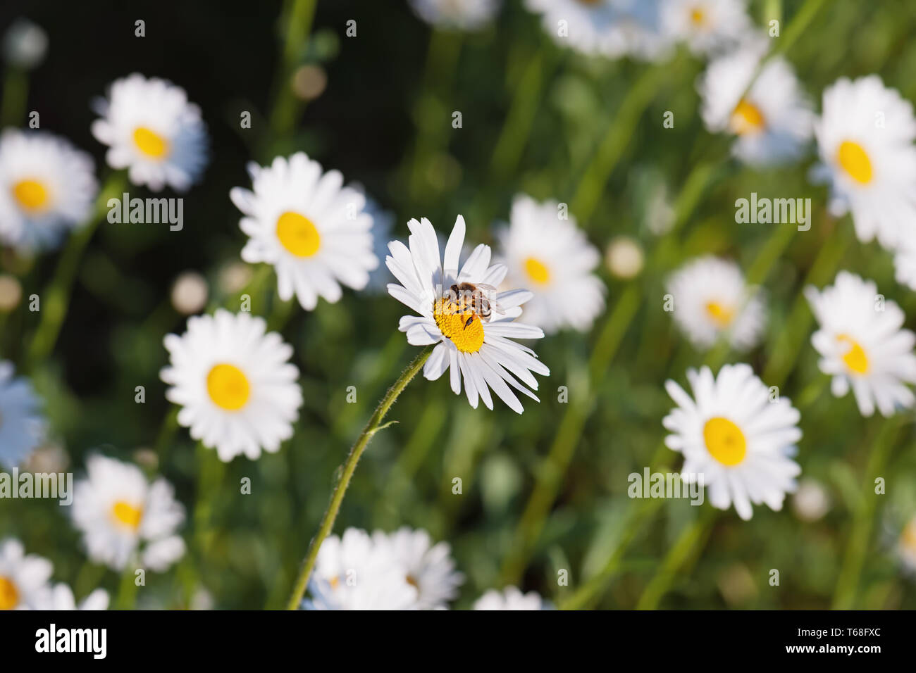 Beautiful white daisy with bee hi-res stock photography and images - Alamy