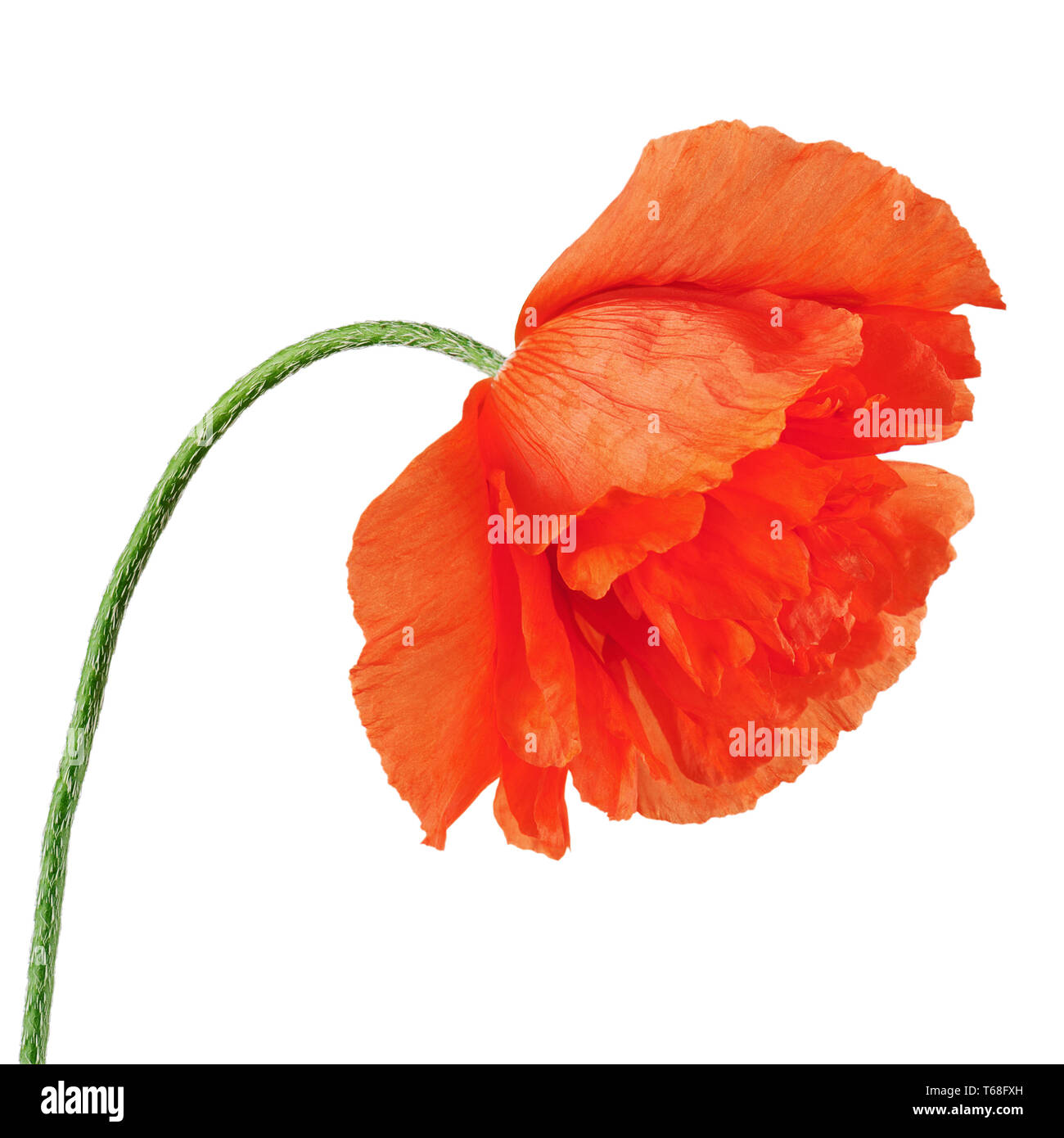 Single poppy flower isolated on white background Stock Photo - Alamy