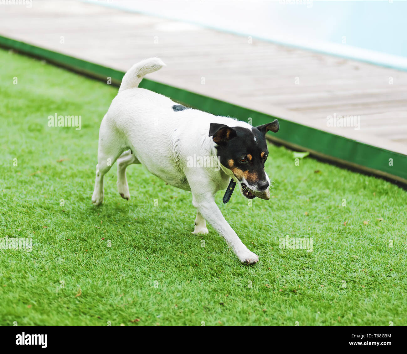 Jack Russell Terrier dog on nature background Stock Photo - Alamy