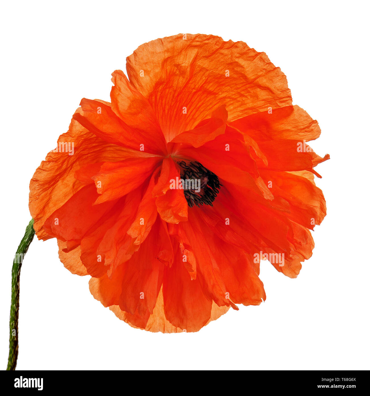 Single poppy flower isolated on white background Stock Photo - Alamy