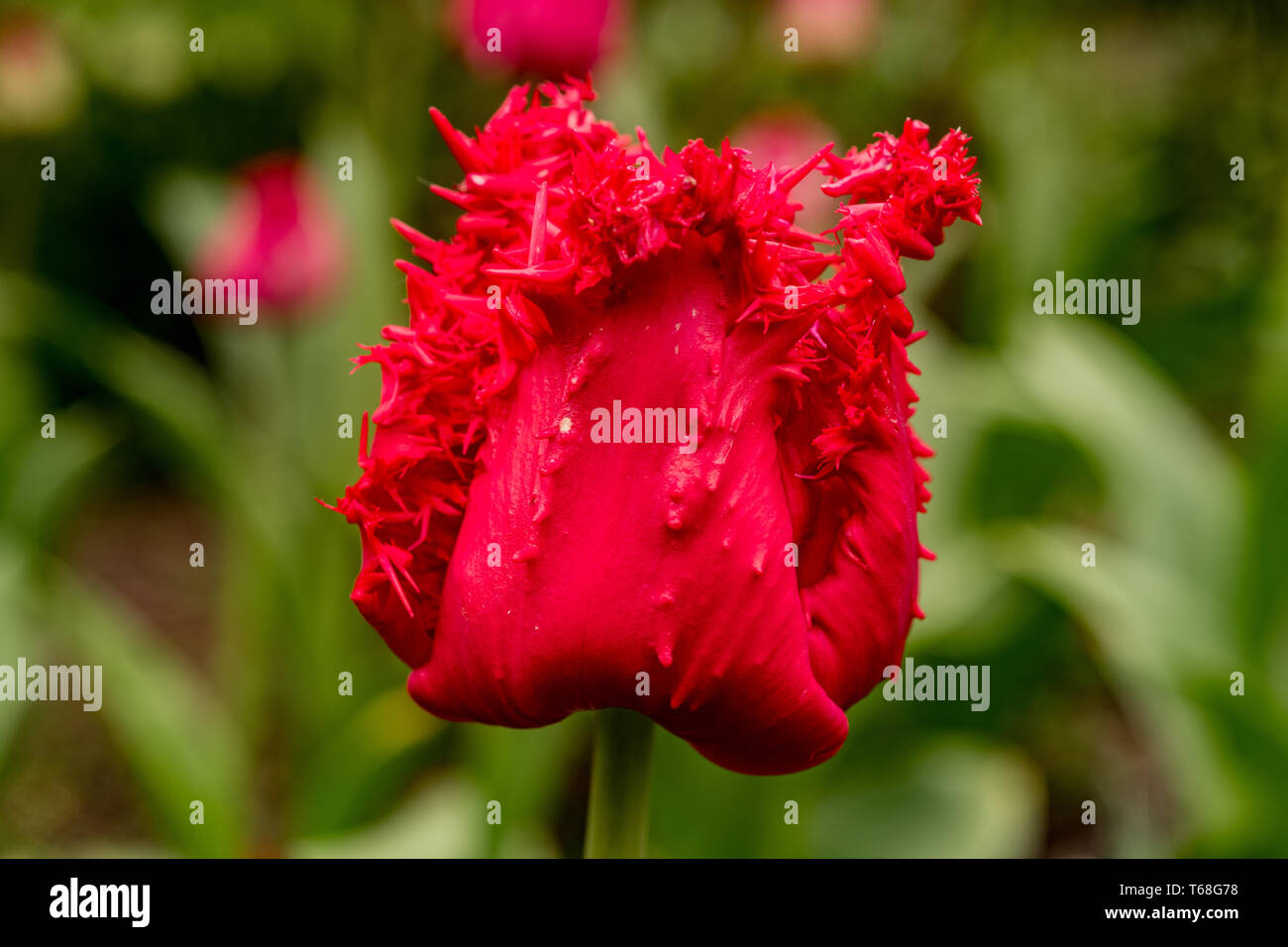 Tulip barbados hi-res stock photography and images - Alamy