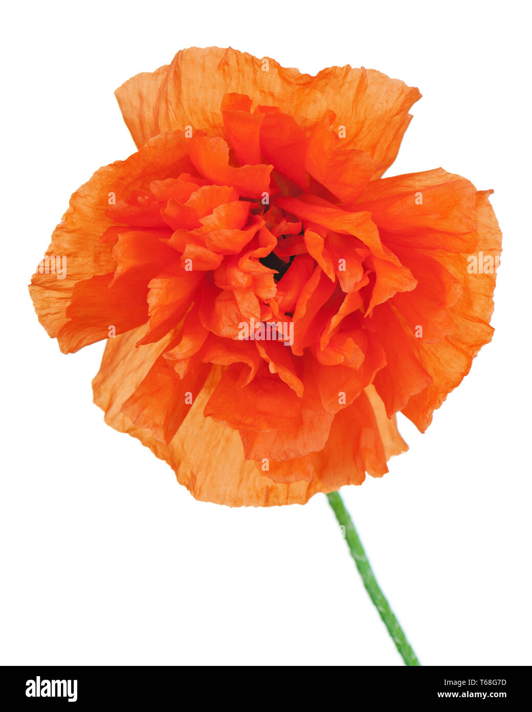 Single poppy flower isolated on white background Stock Photo - Alamy