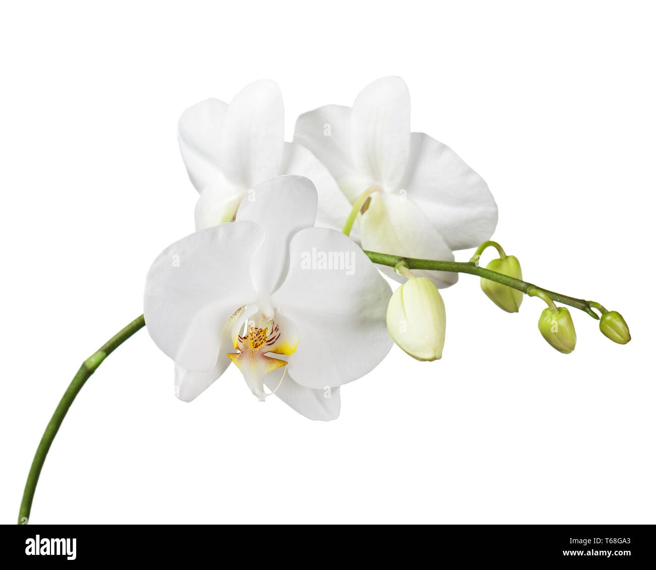 Three day old orchid isolated on white background Stock Photo - Alamy