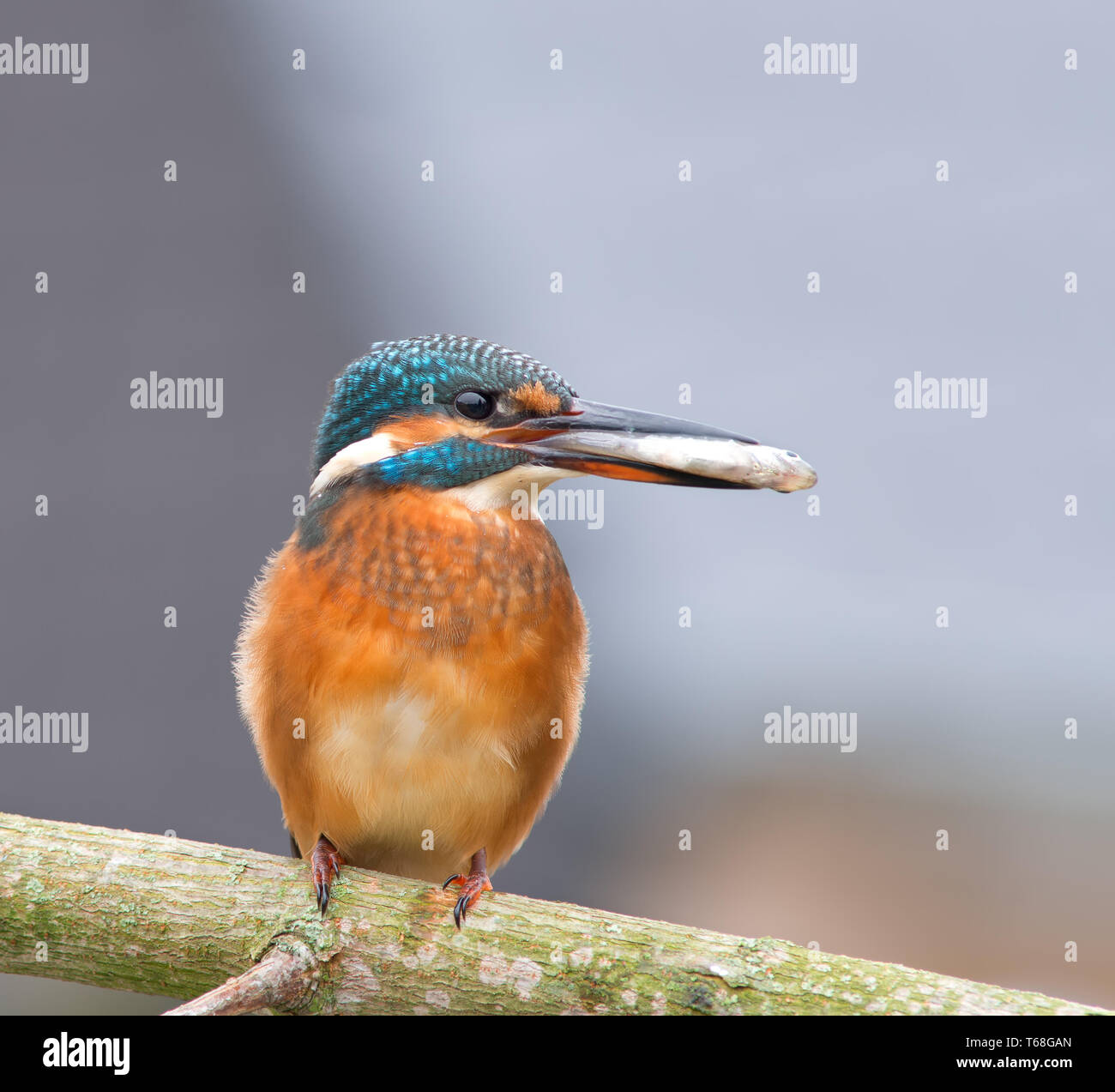 Common European Kingfisher, Alcedo atthis, Germany Stock Photo - Alamy