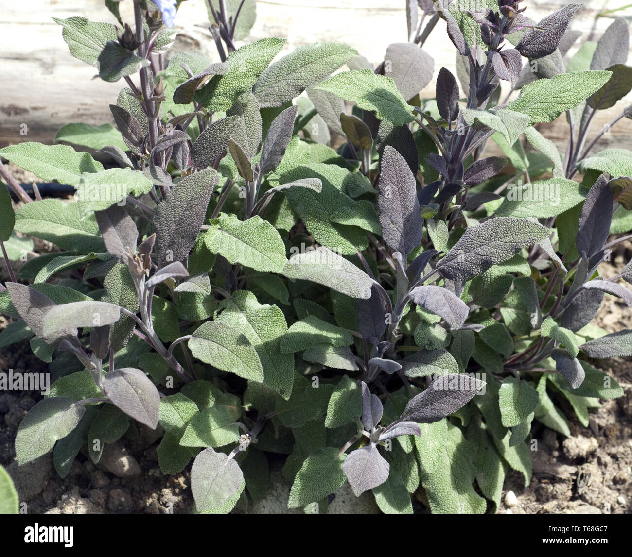 Common Sage, Salvia officinalis Stock Photo - Alamy