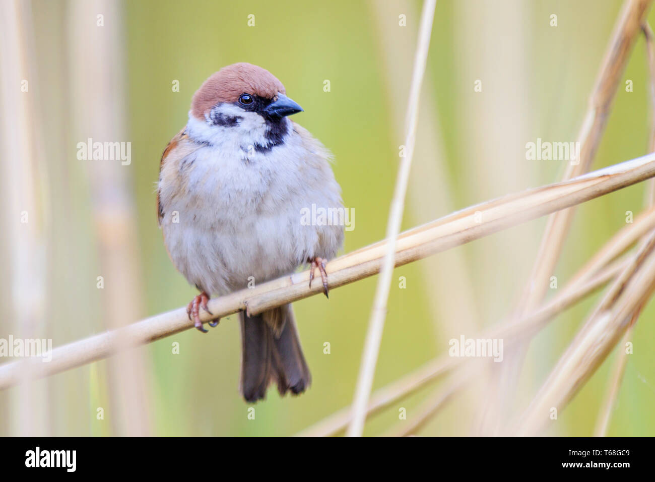 Beautiful house sparrow hi-res stock photography and images - Alamy