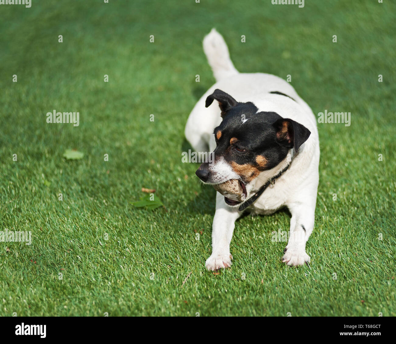 Jack Russell Terrier dog on nature background Stock Photo - Alamy