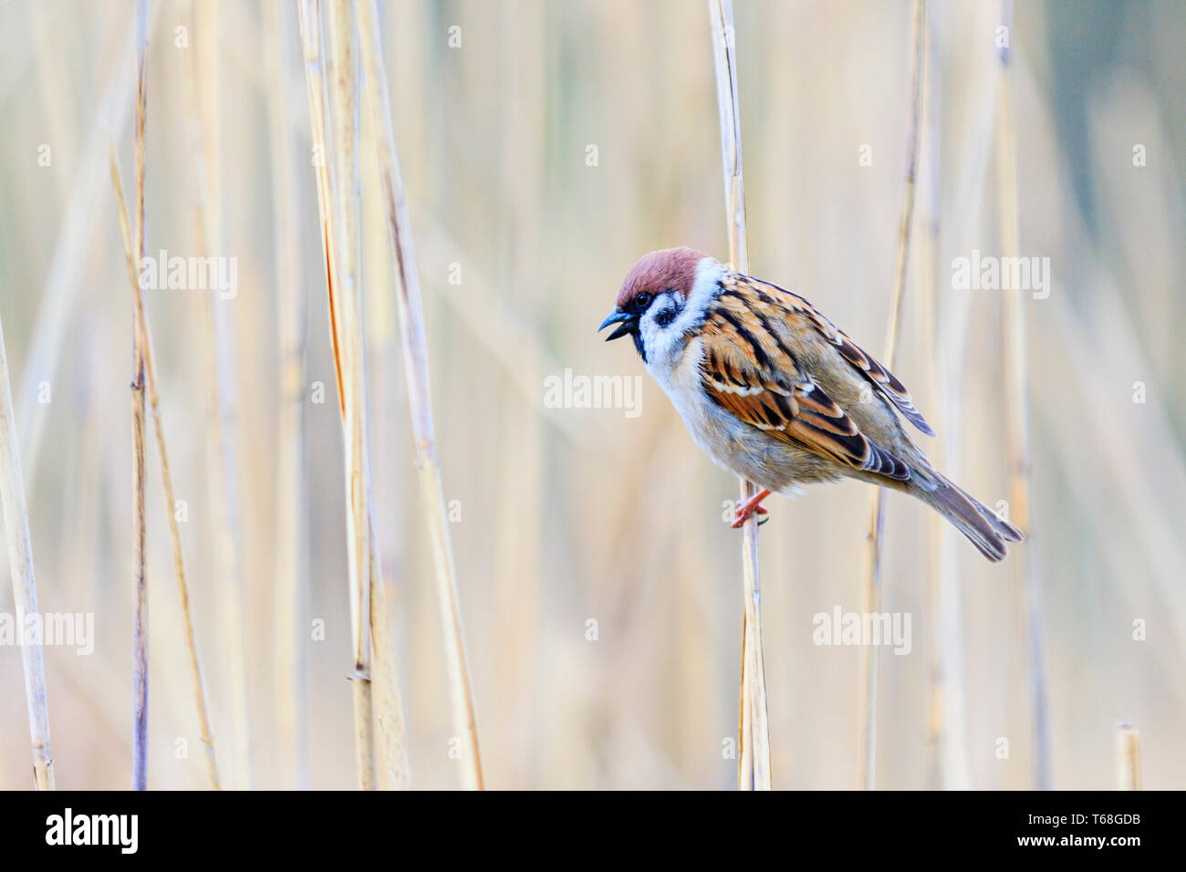sparrow sitting on a reed Stock Photo - Alamy