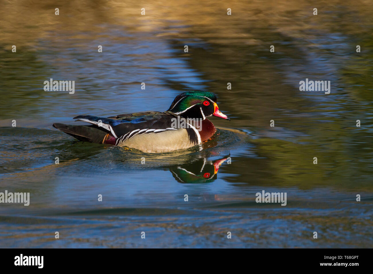 Wood duck drake, Aix spoons, floats along water in warm, late afternoon ...