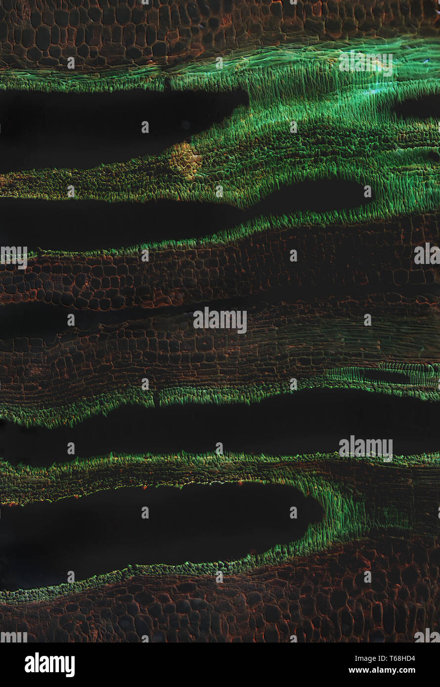 Micrograph plant tissue cell stem hi-res stock photography and images ...