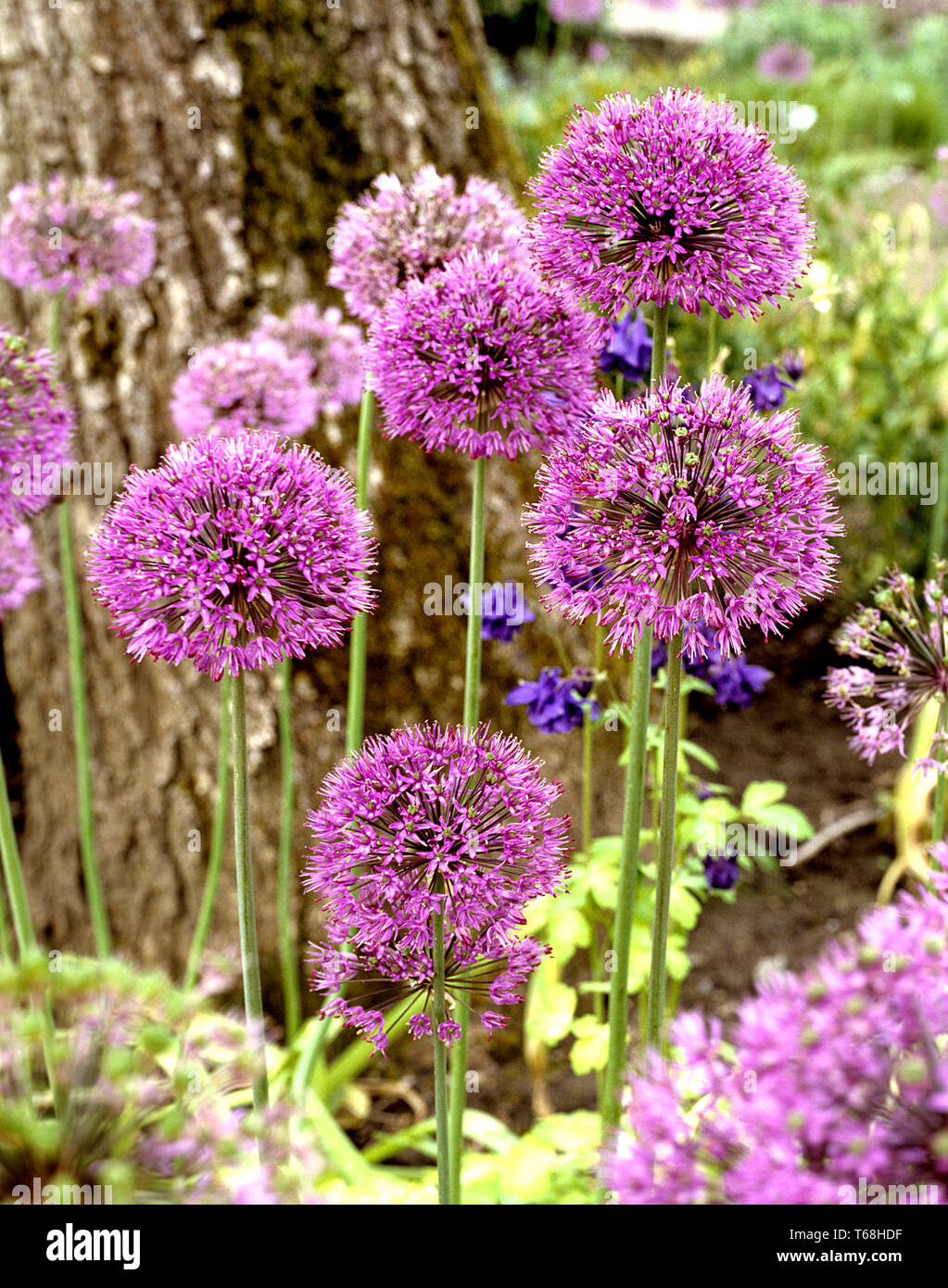 Giant Allium Giganteum at Tami Widmer blog