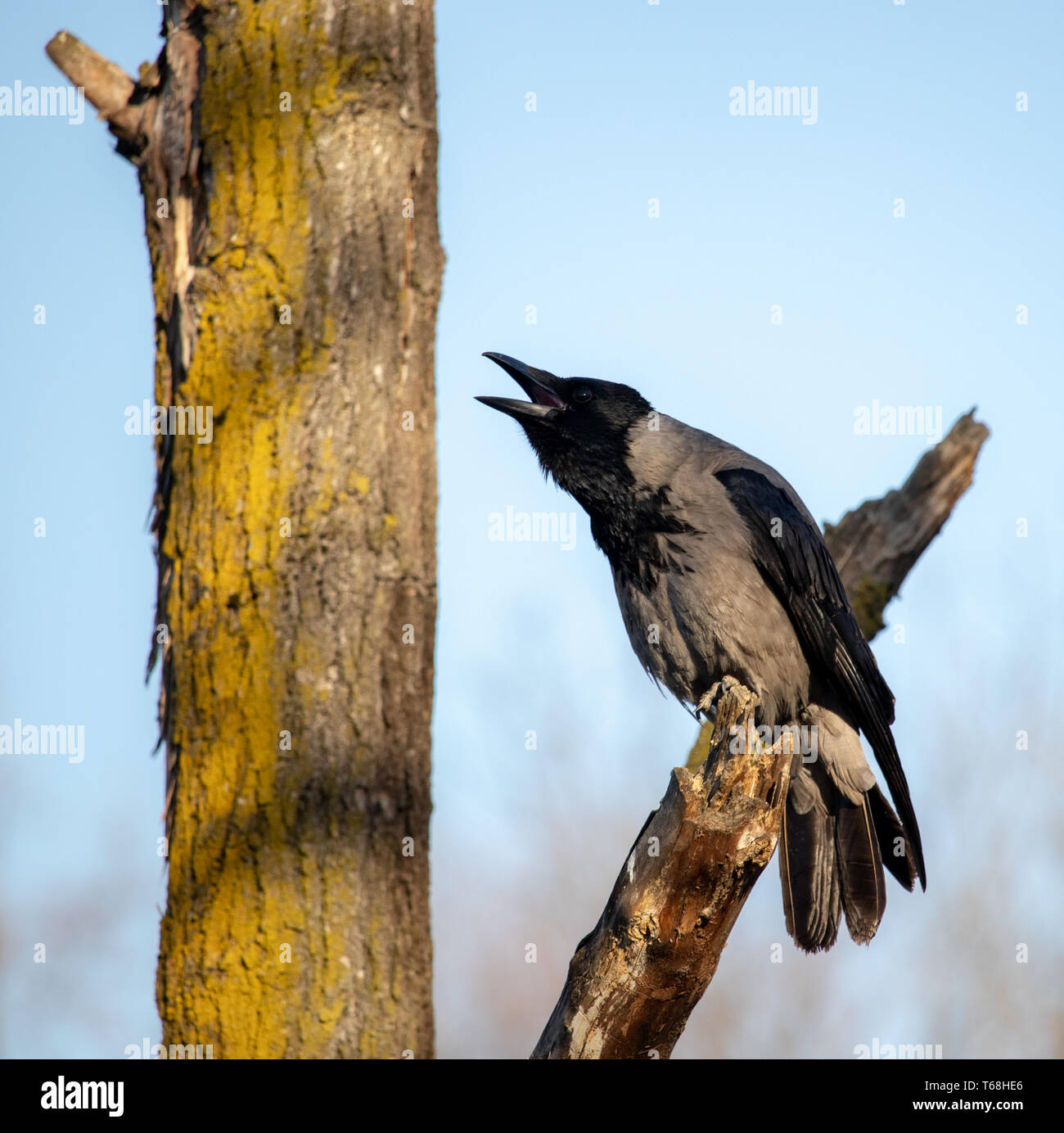 Crow On Tree Stock Photos & Crow On Tree Stock Images - Alamy