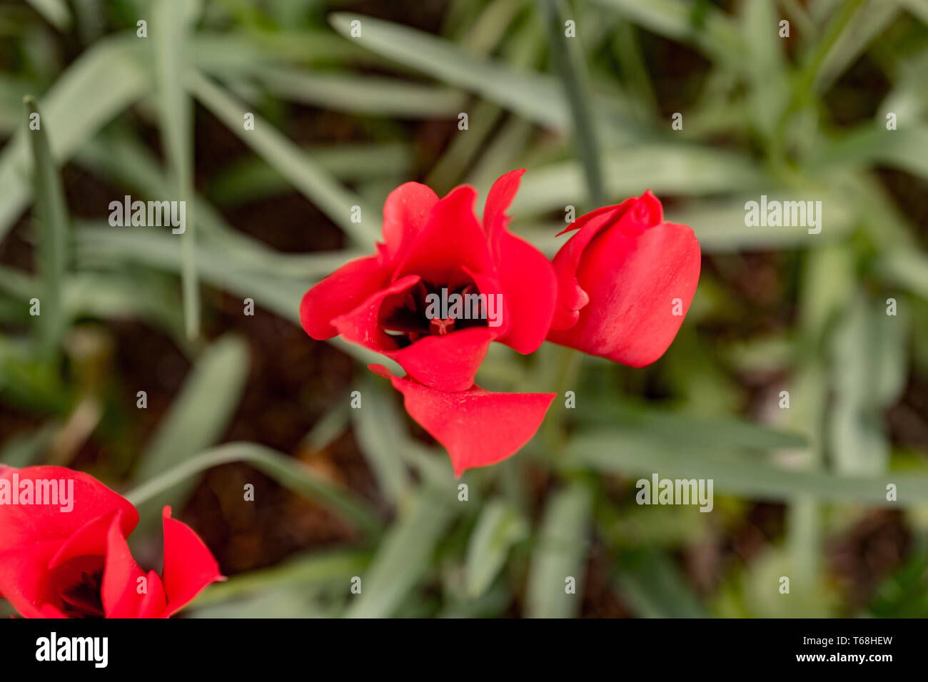 Red hunter hi-res stock photography and images - Alamy