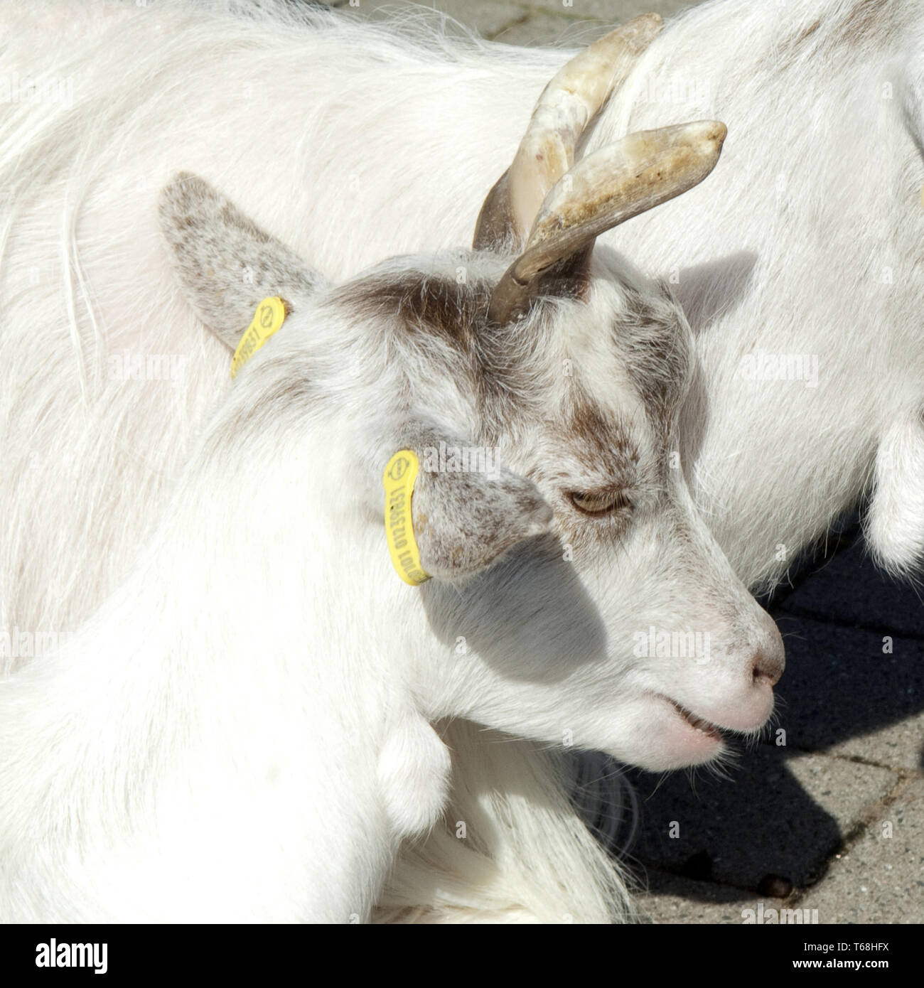 Girgentana goat sicily hi-res stock photography and images - Alamy
