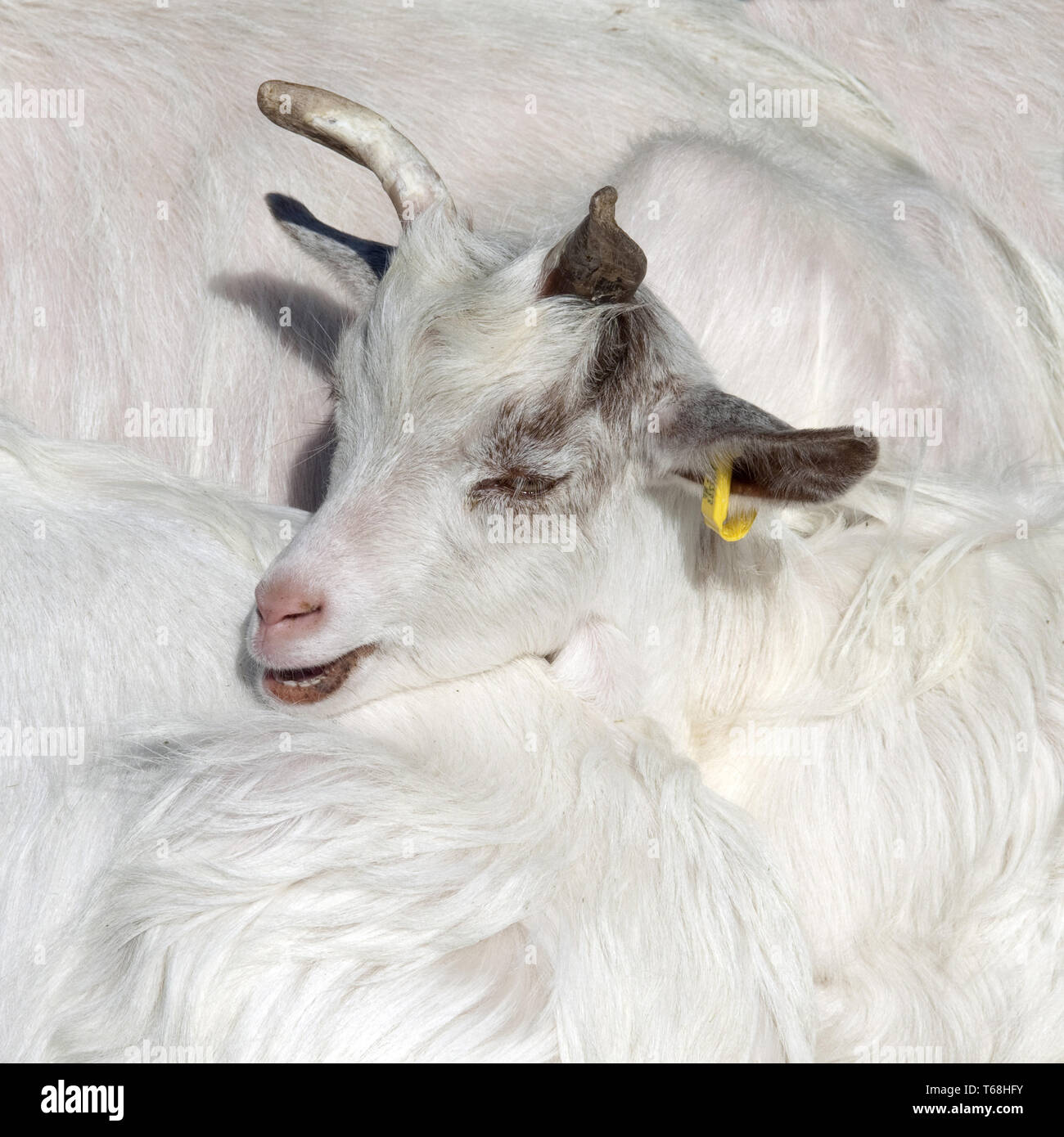 Sicily goat hi-res stock photography and images - Alamy