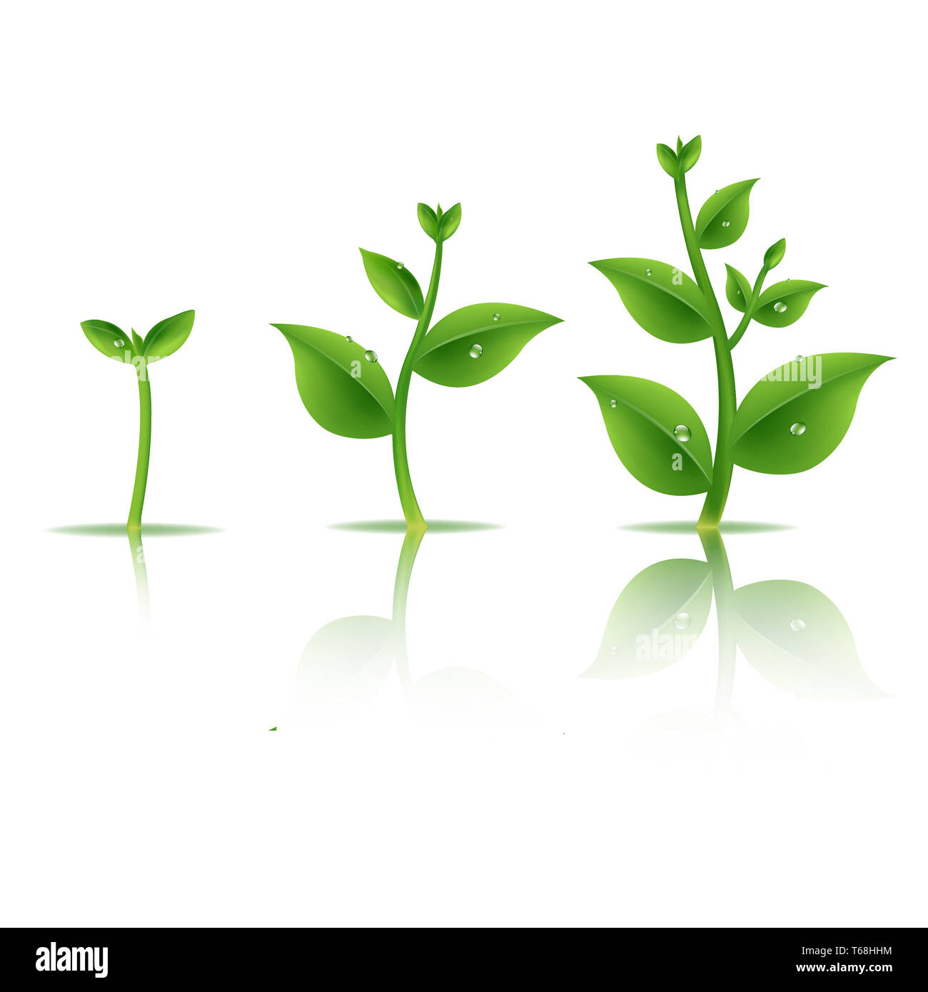 Period botany Cut Out Stock Images & Pictures - Alamy