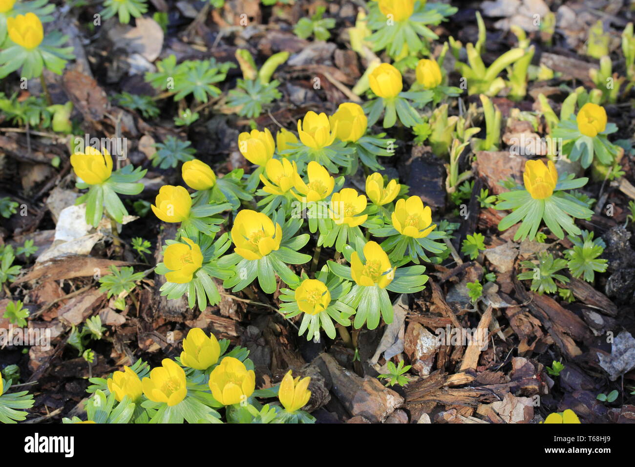 Winter aconite hi-res stock photography and images - Alamy