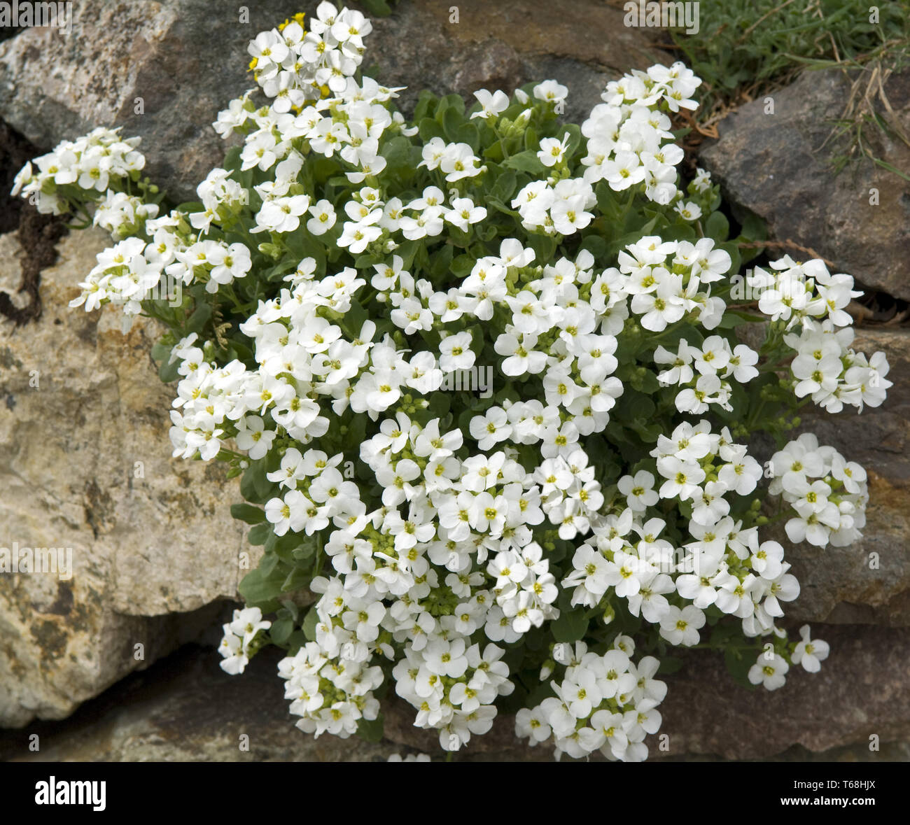 Alpine rock-cress [Arabis alpina] Stock Photo - Alamy