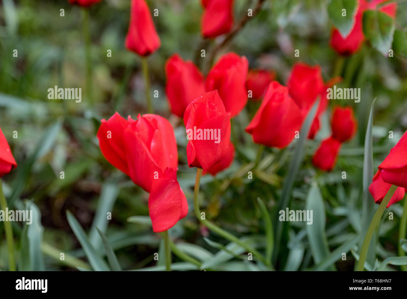 Tulip Red Hunter Stock Photo - Alamy