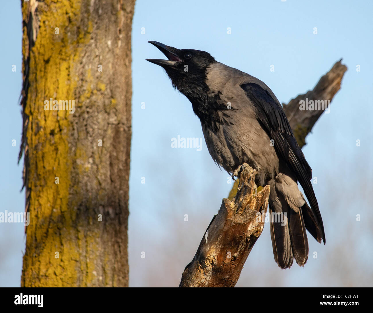 Geographic Tree High Resolution Stock Photography and Images - Alamy